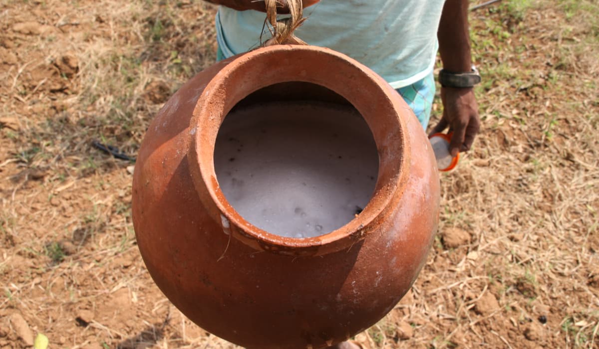 Taadi: The Ancient Drink Taking Over Modern Conversations