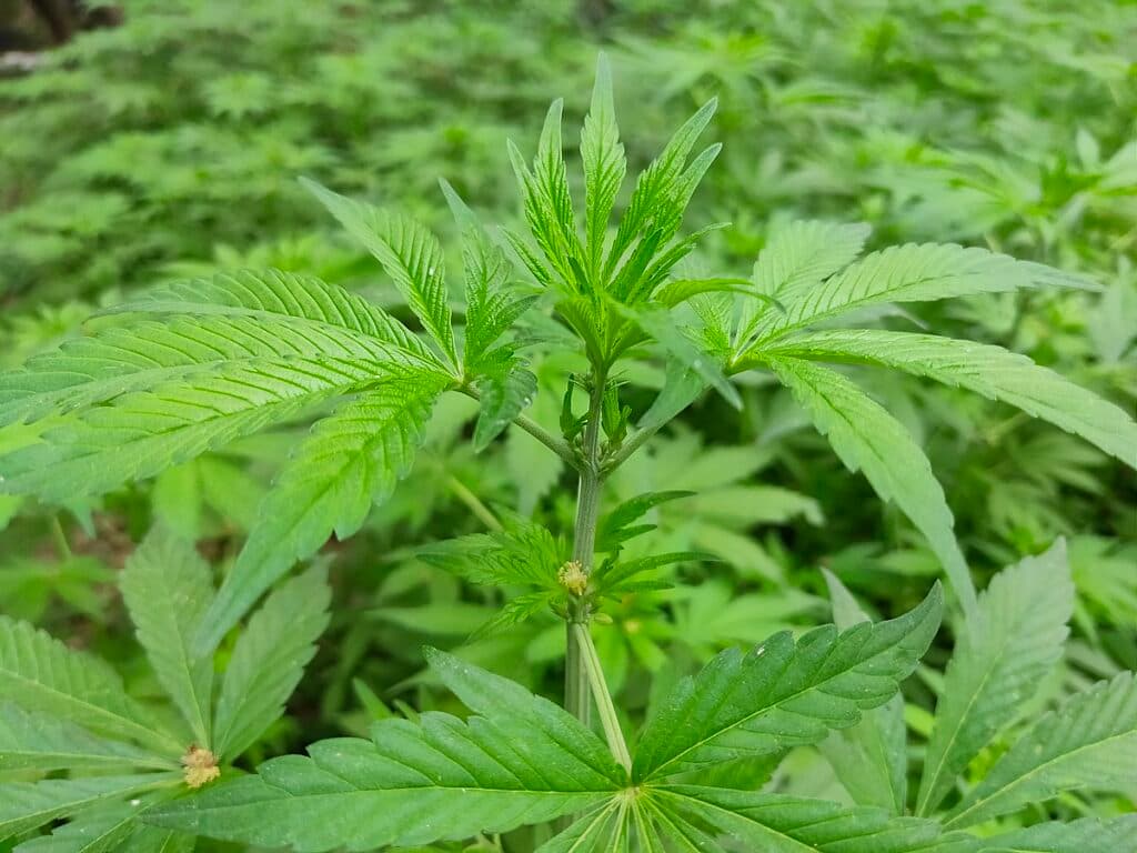 What Is Bhang? Why Is It Consumed, What To Know And More