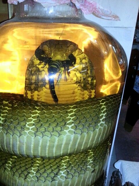 Snake Wine: All That You Need To Know